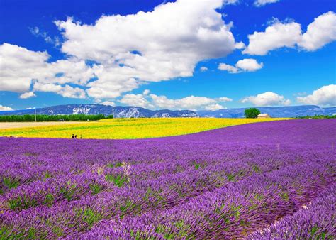 Lavender Fields At Abbaye De Sénanque Les Bories And Gordes Village
