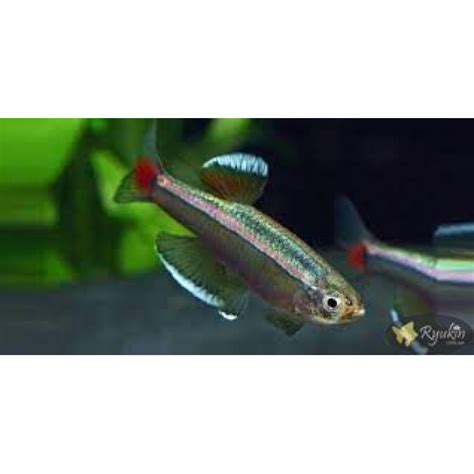 Кардинал Tanichtys Albonubes купити в інтернет магазині Ryukin