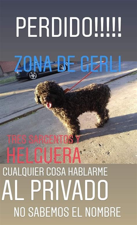 Pin De Carmen Barrera Cataudella En Pichichos Y Mininos Argentina