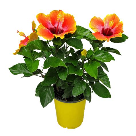 Tropical Plants Of Florida Live Real Fiesta Hibiscus Bush Flower Red Orange Yellow Pink