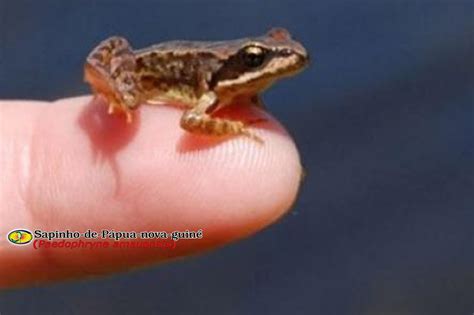 Opiniones De Paedophryne Amauensis