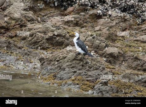 The Australian Pied Cormorant Phalacrocorax Varius Is Also Known As