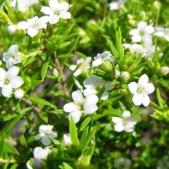 Coleonema Album Cape May White Confetti Bush Aasbossie Klipboegoe