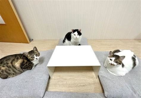 還不快上菜！3餓貓「狂按服務鈴」討食 工讀生忙不過來 寵毛星球 生活 Nownews今日新聞
