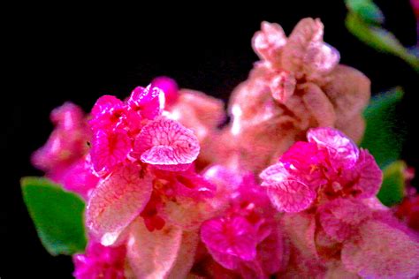 Niraj Mehta Photographie