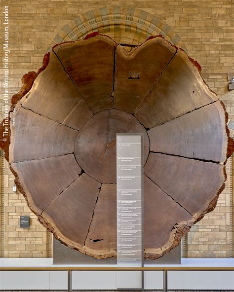 Endu Tree Cross Section Of Giant Sequoia Tree At The