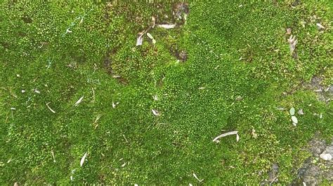 자연스러운 질감의 배경 조류와 오염 된 물과 배경 녹색 색상입니다 개념은 자연을 보존하는 것입니다 0명에 대한 스톡 사진 및 기타 이미지 Istock