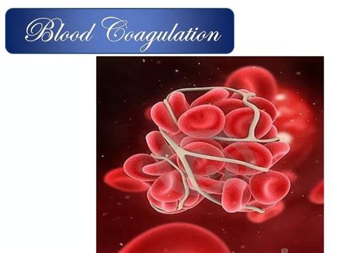 Ppt Blood Coagulation Powerpoint Presentation Free Download Id2136981