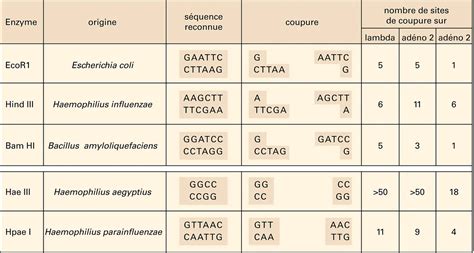 Enzymes De Restriction Média Encyclopædia Universalis