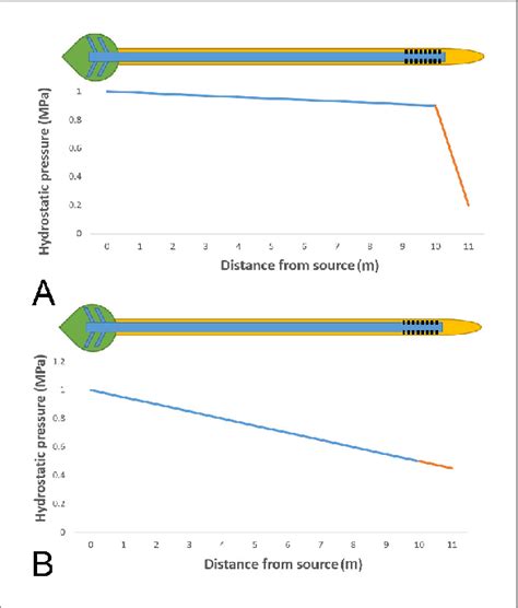 Phloem Pressure Gradients In Relation To Phloem Unloading Schematic