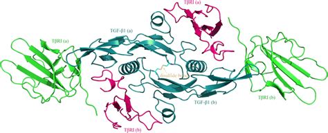 Crystal Structure Of The Ternary Complex Of Human Tgf β Homodimer With