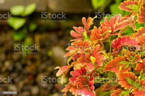 일반적으로 Coleus로 알려진 다채로운 산호 Coleus 꽃 피는 식물의 일종 0명에 대한 스톡 사진 및 기타 이미지 0명
