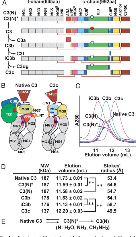Figure 1 From Structural Transitions Of Complement Component C3 And Its Activation Products