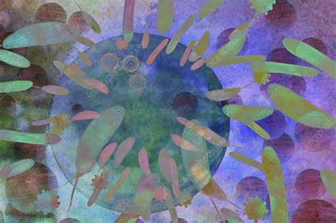 Bacteria And Viruses Attacking Human Cell Illustration Stock Image F038 5585 Science