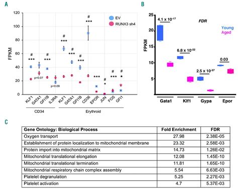 RUNX3 Levels In Human Hematopoietic Progenitors Are Regulated By Aging And Dictate Erythroid