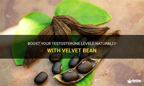 Boost Your Testosterone Levels Naturally With Velvet Bean Medshun