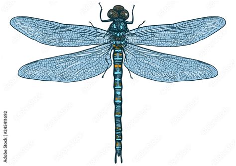 Dragonfly Illustration