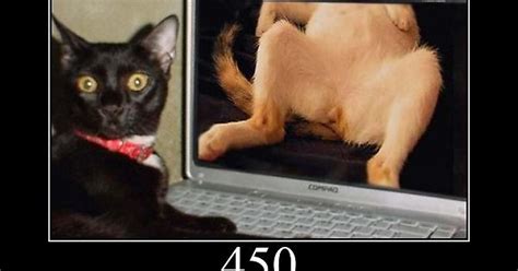 Network Protocol Status Cats I Mean Codes Album On Imgur