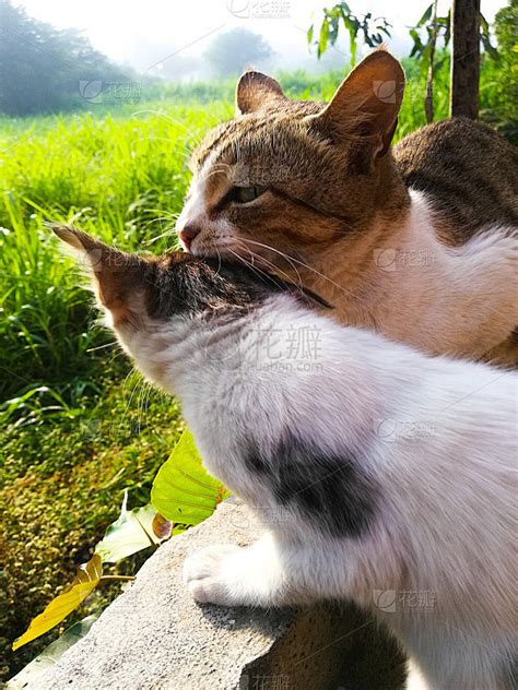 猫妈妈和小猫
