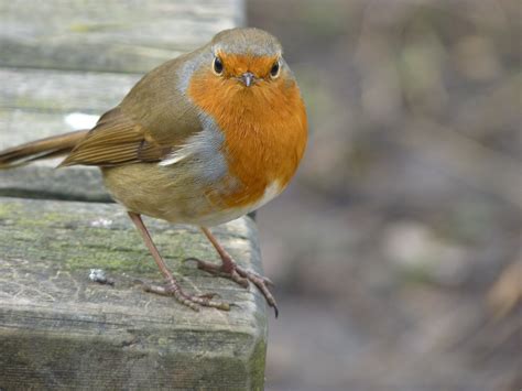 Robin Red Breast By Maddyke On DeviantArt