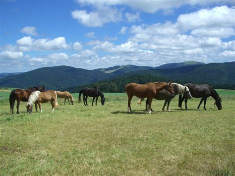 Free Images Landscape Grass Field Meadow Prairie Herd Pasture