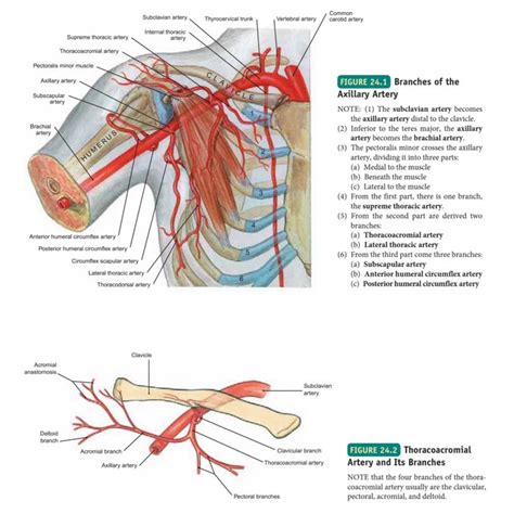 The Axillary Arteries And Its Branches In 2022 Arteries Branch Anatomy