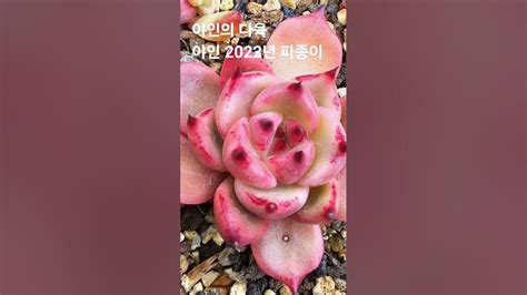 야인 실생들 귀욤귀욤 색감도 특이 ~ 파종이 실생 다육 다유기 다육이 다육식물 반려식물 다육판매 다육이판매 다육이키우기 다육인스타그램 매혹이 청주