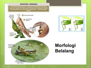 Keanekaragaman Jenis Belalangpptx