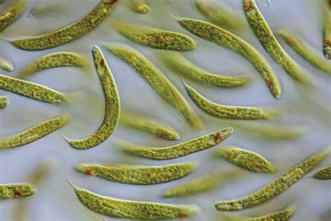 39 Facts About Coral Atolls