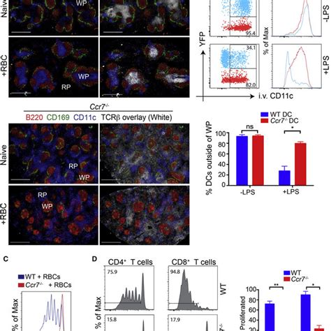 33d1 And Xcr1 Dc Subsets Survey Different Regions Of The Spleen A