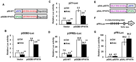 A Schematic Model Of The Roles Of Ddb2 In Activating Dna Repair And In