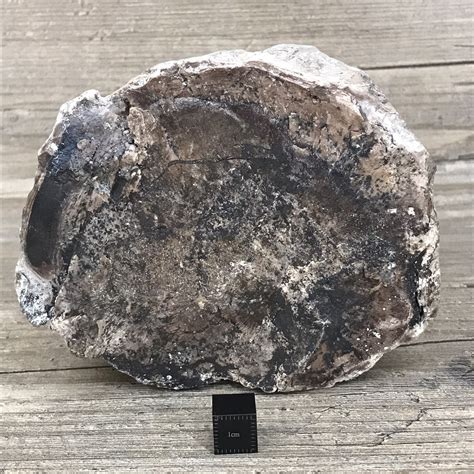 Bois Fossile Lesmineraux Fr