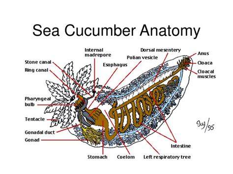Ppt Echinoderms Powerpoint Presentation Id34482
