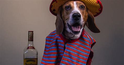 Happy Cinco De Mayo Imgur