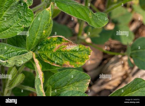 Soybean Field Turning Brown With Chemical Herbicide Damage Concept Of