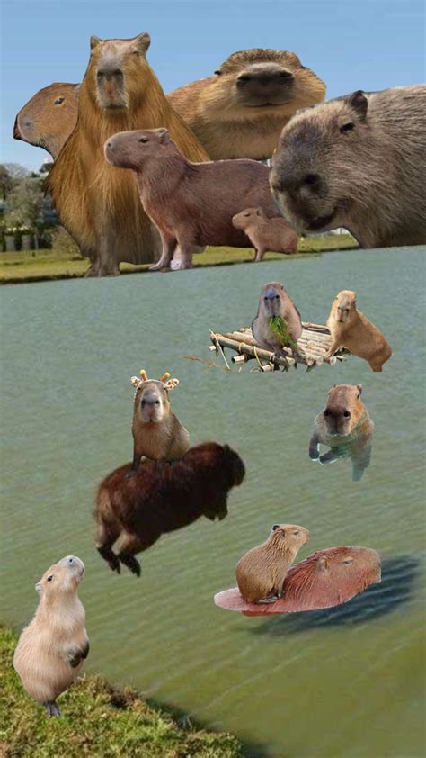 Pin On Capybara