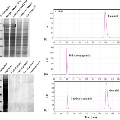Recombinant Protein Purification Emsa And Transactivation Assay A
