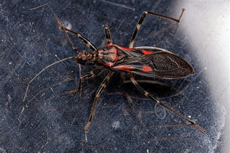 Premium Photo Adult Assassin Bug