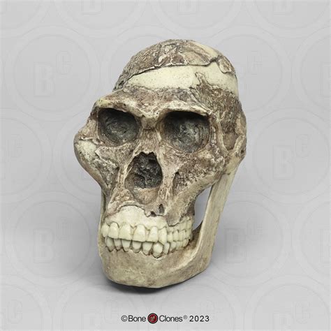 Australopithecus Africanus Cranium Sts 5 Mrs Ples With Reconstructed Jaw Bone Clones
