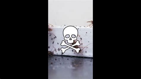 Using Permethrin For Roaches 5 Safety Steps You Must Know