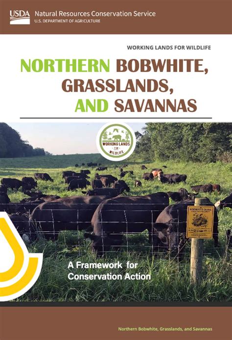 Grasslands And Savannas