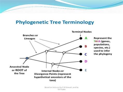 parsimony analysis