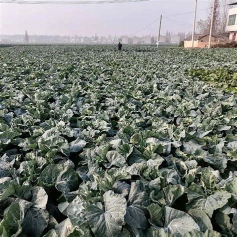 乡村振兴开新局做好蔬菜防冻保暖 确保地产蔬菜稳供 农业 农村 田越