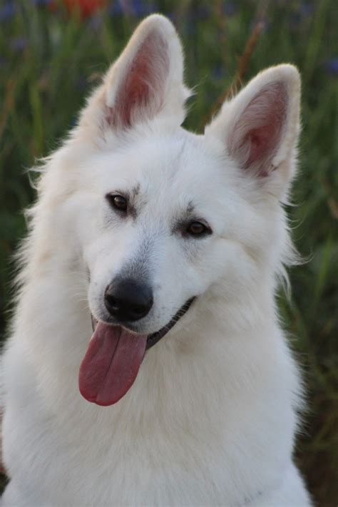 Vulcan Vegas Białe Wilki Z Wilkowa Fci Pedigree