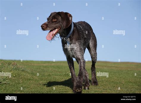 Wire Haired Pointer Stock Photo Alamy