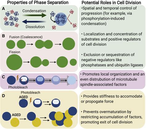 Phase Separation In Cell Division Molecular Cell
