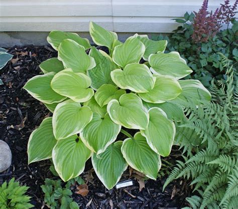 29 Best Variegated Hosta Varieties Balcony Garden Web
