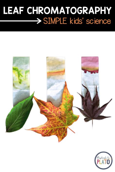 Leaf Chromatography Activity Playdough To Plato