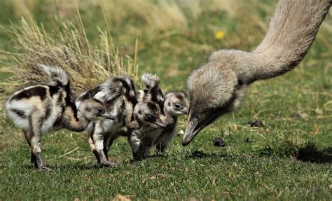 7 Especies Animales A Punto De Desaparecer Del Perú 🐦🦥⏳ Normativa