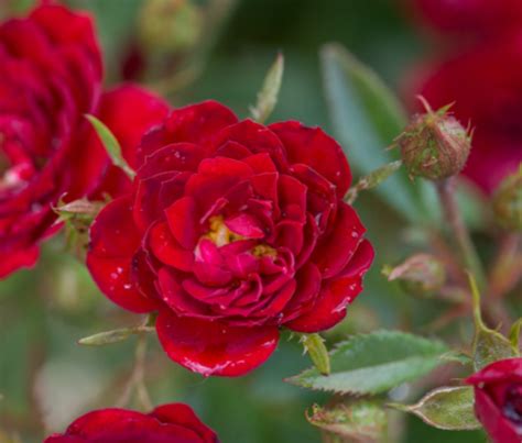 Rose Chi™ Rose Ee Chi The Country Barn